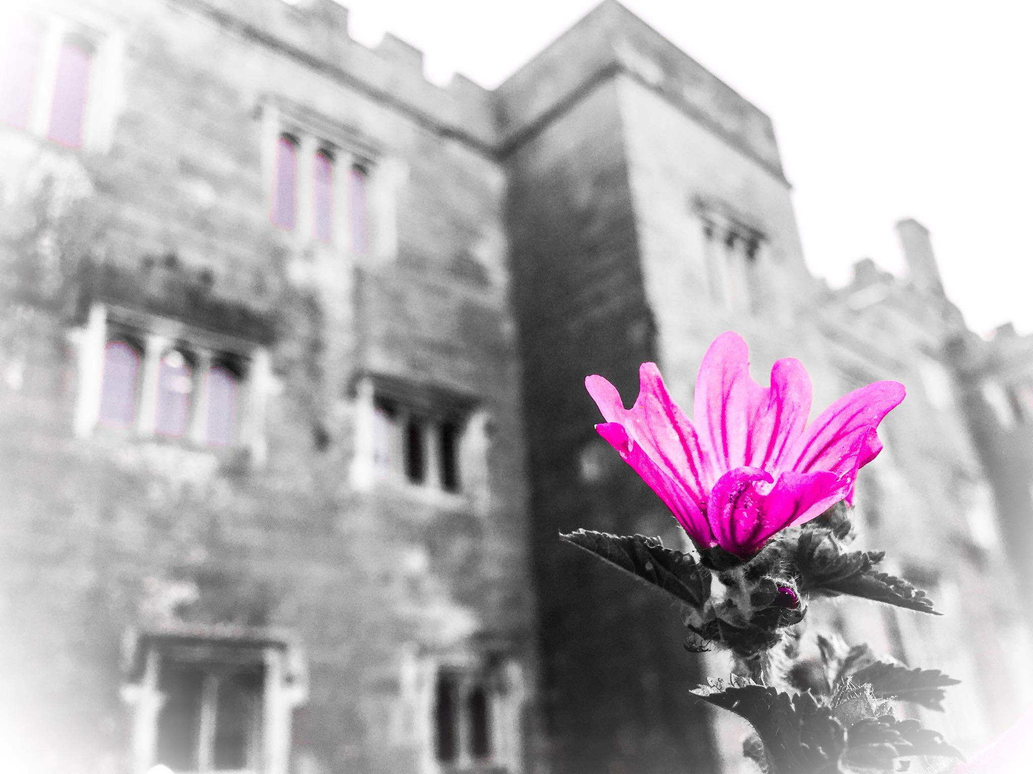 Pencoed Castle - Pencoed Castle